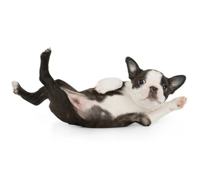 Froston Images – Browse 41 Stock Photos, Vectors, and Video | Adobe Stock