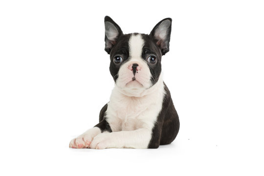 Froston Images – Browse 41 Stock Photos, Vectors, and Video | Adobe Stock