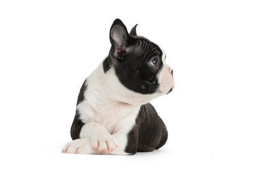 Froston Images – Browse 43 Stock Photos, Vectors, and Video | Adobe Stock