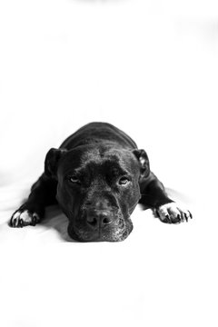 「Staffi」の画像 - 171 件の Stock 写真、ベクターおよびビデオ | Adobe Stock