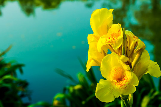 รูปภาพFolwer – เลือกดูภาพถ่ายสต็อก เวกเตอร์ และวิดีโอ235 | Adobe Stock