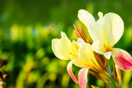 รูปภาพFolwer – เลือกดูภาพถ่ายสต็อก เวกเตอร์ และวิดีโอ235 | Adobe Stock