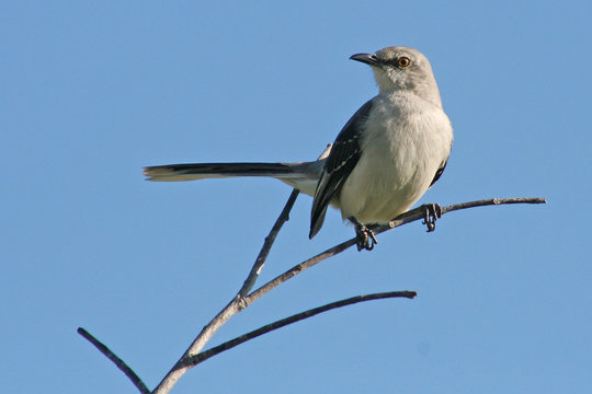 Imágenes de Cenzontle: descubre bancos de fotos, ilustraciones ...