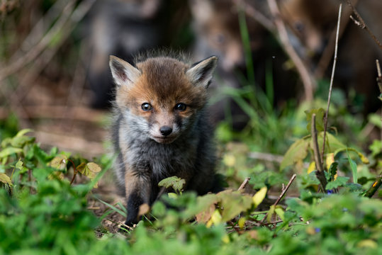 "Young Red Fox" Images – Browse 362 Stock Photos, Vectors, and Video ...