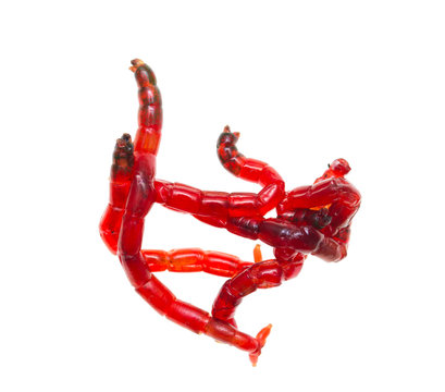 "Red Worms" Images – Browse 712 Stock Photos, Vectors, and Video ...