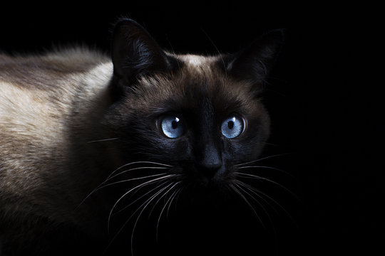 Fisse Billeder – Gennemse 240,292 stockfotos, vektorer og videoer ...