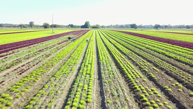 Maraichage Images – Browse 1,048 Stock Photos, Vectors, and Video ...