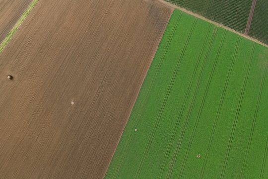 Lockrose bilder – Bläddra bland 28 stockfoton, vektorer och videor ...