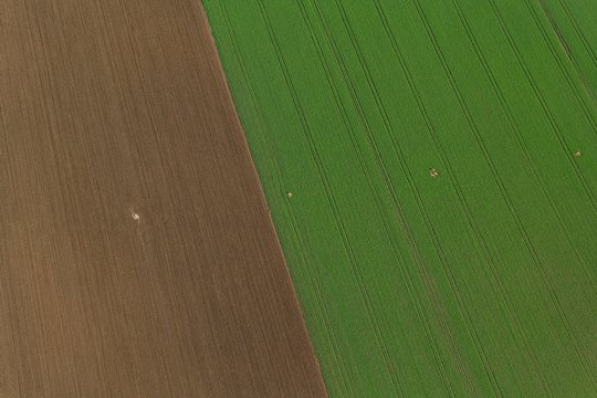 Lockrose bilder – Bläddra bland 28 stockfoton, vektorer och videor ...