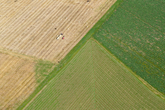 Lockrose Images – Browse 28 Stock Photos, Vectors, and Video | Adobe Stock