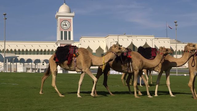 Qatarian Images – Browse 45 Stock Photos, Vectors, and Video | Adobe Stock