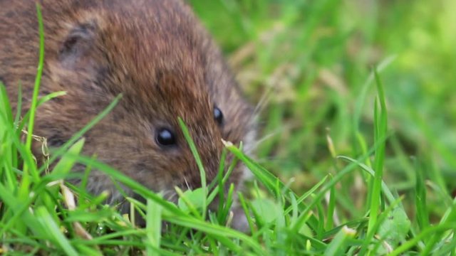 Vole Images – Browse 16,844 Stock Photos, Vectors, and Video | Adobe Stock