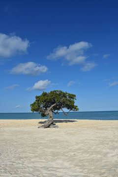 Divi-Divi-Tree Images – Browse 38 Stock Photos, Vectors, and Video ...