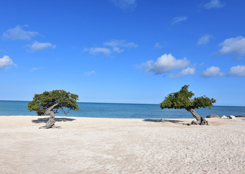 Divi-Divi-Tree Images – Browse 49 Stock Photos, Vectors, and Video ...