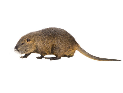 Muskrat 이미지 – 찾아보기 5,525 스톡 사진, 벡터 및 비디오 | Adobe Stock