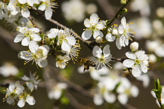 Afpel Bilder – Durchsuchen 6 Archivfotos, Vektorgrafiken und Videos ...