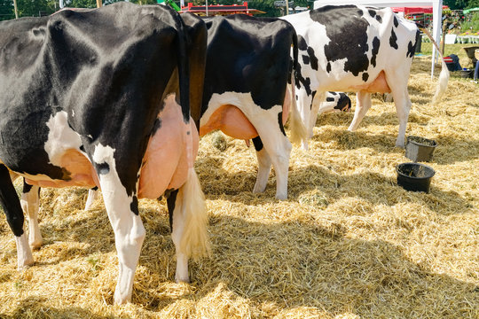 รูปภาพZitze – เลือกดูภาพถ่ายสต็อก เวกเตอร์ และวิดีโอ138 | Adobe Stock