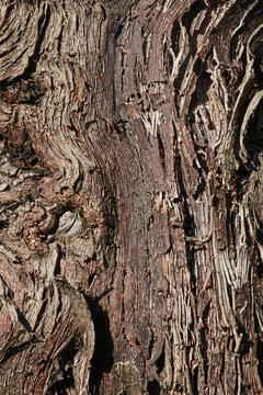 "Cep De Vigne" - Images et vidéos libres de droits | Adobe Stock