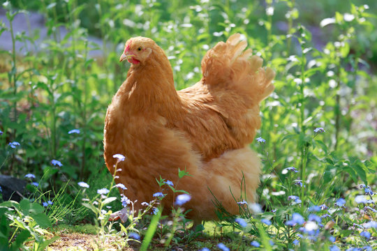 Aune bilder – Bläddra bland 131 stockfoton, vektorer och videor | Adobe ...