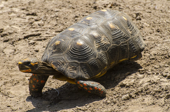 Morrocoy bilder – Bläddra bland 454 stockfoton, vektorer och videor ...