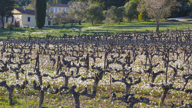 "Champ De Vigne" Bilder – Durchsuchen 276 Archivfotos, Vektorgrafiken ...