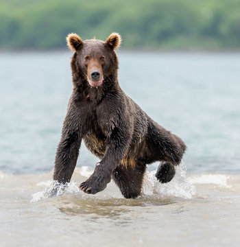 รูปภาพPlantigrad – เลือกดูภาพถ่ายสต็อก เวกเตอร์ และวิดีโอ12 | Adobe Stock