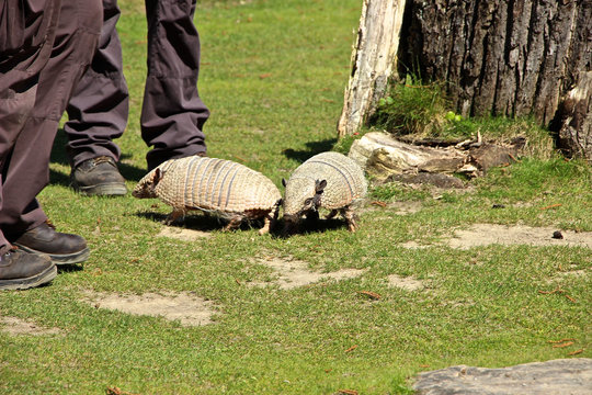 รูปภาพPichi – เลือกดูภาพถ่ายสต็อก เวกเตอร์ และวิดีโอ126 | Adobe Stock