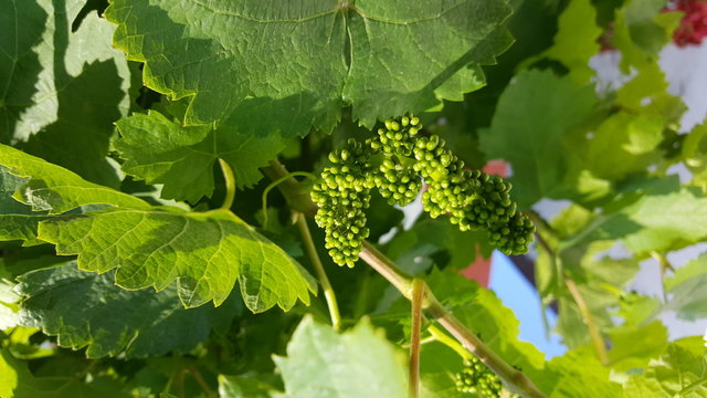 Naciendo Imagens – Procure 161 fotos, vetores e vídeos | Adobe Stock