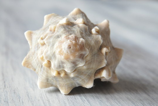 รูปภาพKoncha – เลือกดูภาพถ่ายสต็อก เวกเตอร์ และวิดีโอ168 | Adobe Stock