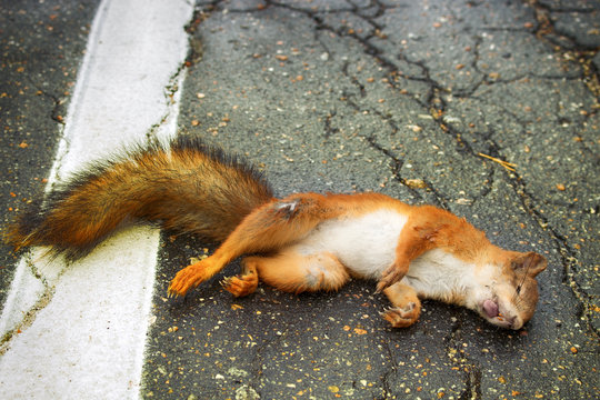 "Killing Animals" Images – Browse 84 Stock Photos, Vectors, and Video ...