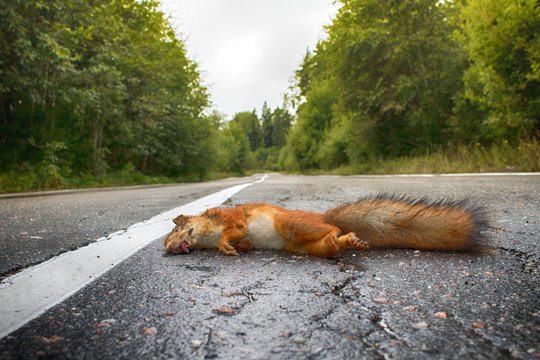 "Killing Animals" Images – Browse 84 Stock Photos, Vectors, and Video ...