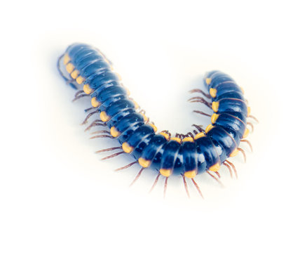 Thousand-Legs Bilder – Durchsuchen 30 Archivfotos, Vektorgrafiken und ...