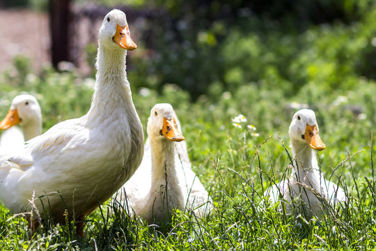รูปภาพDuck – เลือกดูภาพถ่ายสต็อก เวกเตอร์ และวิดีโอ1,454,471 | Adobe Stock