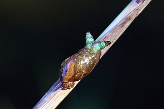 Leucochloridium Paradoxum