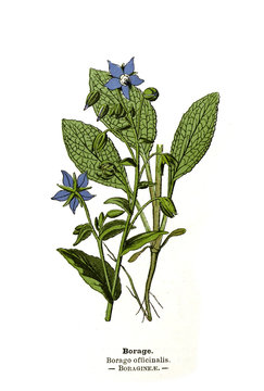 Borage Flower Drawing