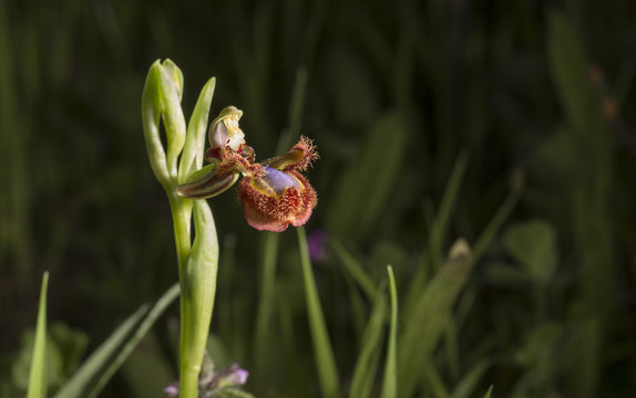 「Orchidis」の画像 - 13 件の Stock 写真、ベクターおよびビデオ | Adobe Stock