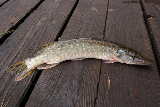 รูปภาพPike – เลือกดูภาพถ่ายสต็อก เวกเตอร์ และวิดีโอ224,144 | Adobe Stock