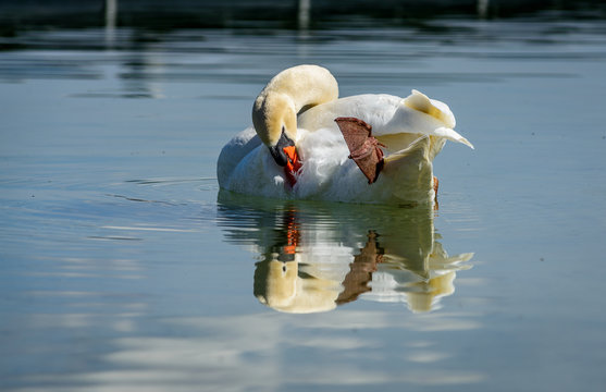 Immage Bilder – Durchsuchen 487 Archivfotos, Vektorgrafiken und Videos ...