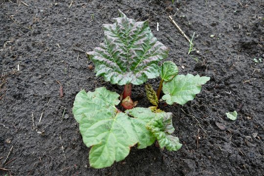 รูปภาพAl-Rababa – เลือกดูภาพถ่ายสต็อก เวกเตอร์ และวิดีโอ174 | Adobe Stock