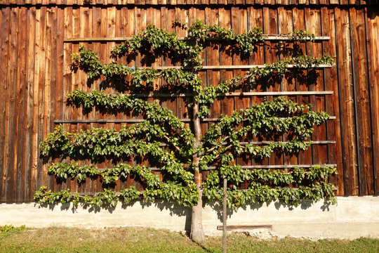 Spalierbaum Bilder – Durchsuchen 5,999 Archivfotos, Vektorgrafiken und ...