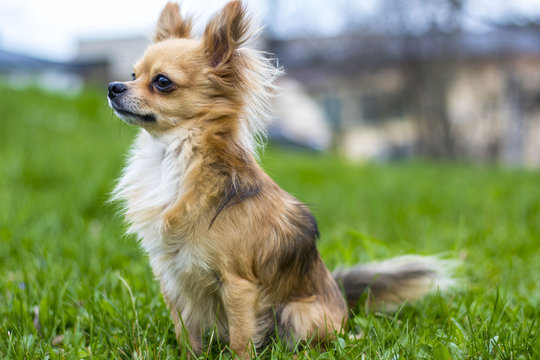 Chippi Images – Browse 5 Stock Photos, Vectors, and Video | Adobe Stock