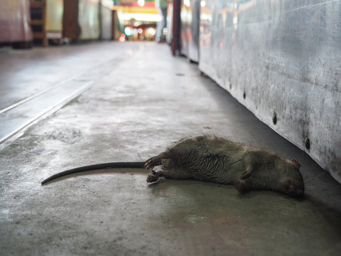 Rattenplage Bilder – Durchsuchen 1,784 Archivfotos, Vektorgrafiken und ...