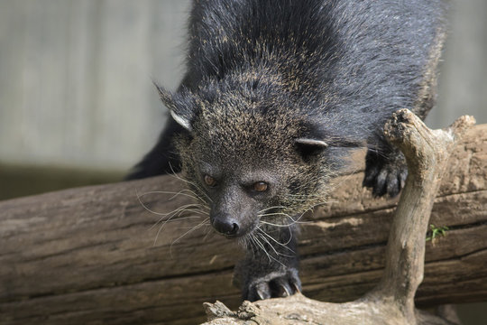 Manturon Images – Browse 3 Stock Photos, Vectors, and Video | Adobe Stock