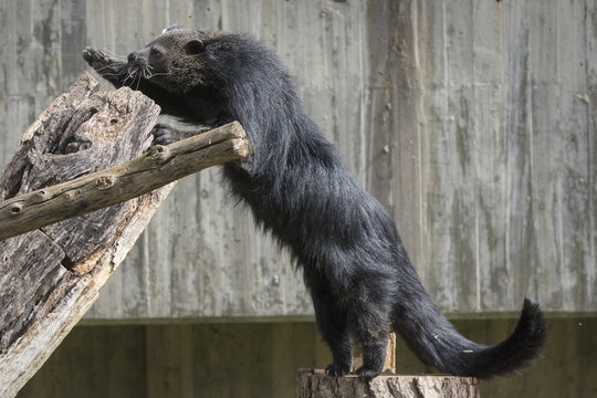 Manturon Images – Browse 3 Stock Photos, Vectors, and Video | Adobe Stock