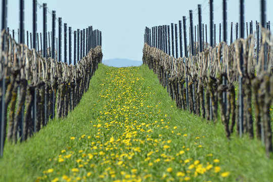 Wingert Bilder – Durchsuchen 4,725 Archivfotos, Vektorgrafiken und ...