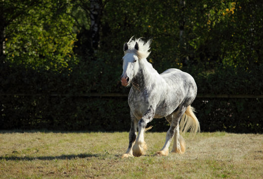 Dapple Grey Percheron Draft Horses