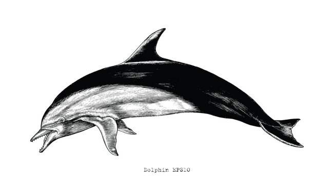 「Whippomorpha」の写真素材 | 49件の無料イラスト画像 | Adobe Stock