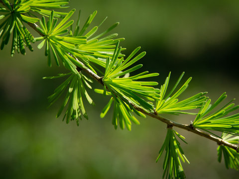 รูปภาพFichte – เลือกดูภาพถ่ายสต็อก เวกเตอร์ และวิดีโอ32,428 | Adobe Stock
