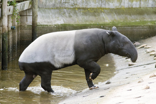 Malayo Images – Browse 56 Stock Photos, Vectors, and Video | Adobe Stock