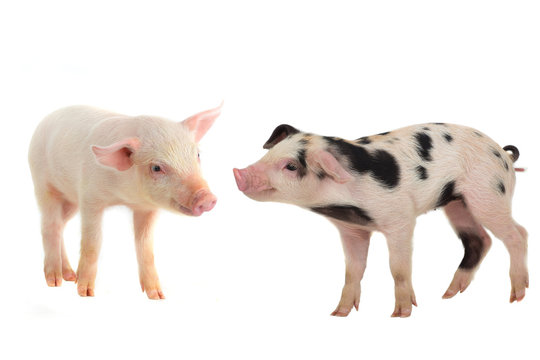 Piglet Images – Parcourir 150,815 le catalogue de photos, vecteurs et ...